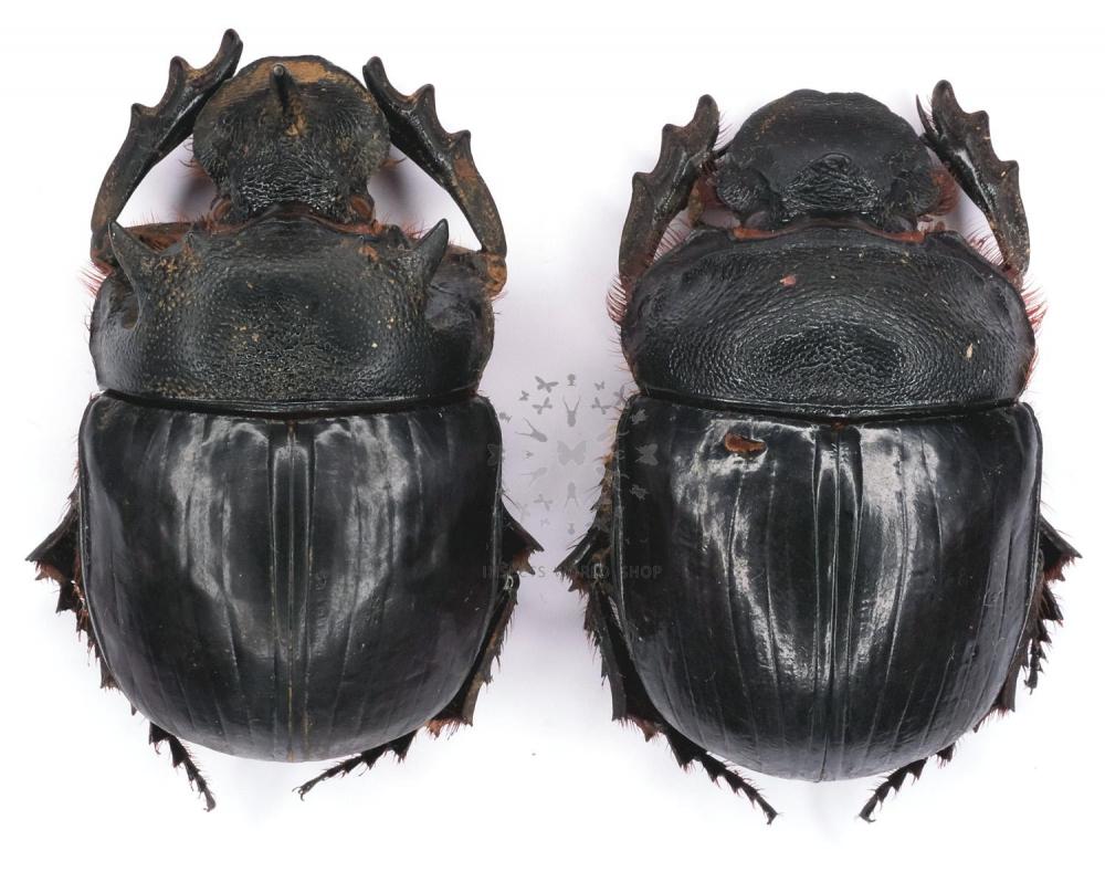 HELIOCOPRIS BUCEPHALUS - InsectsWorldShop - Vente d'insectes du monde