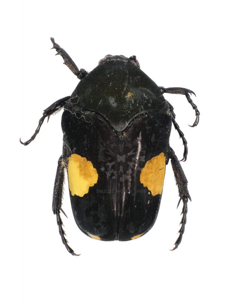 CLINTERIA ATRA EGENS - InsectsWorldShop - Vente d'insectes du monde