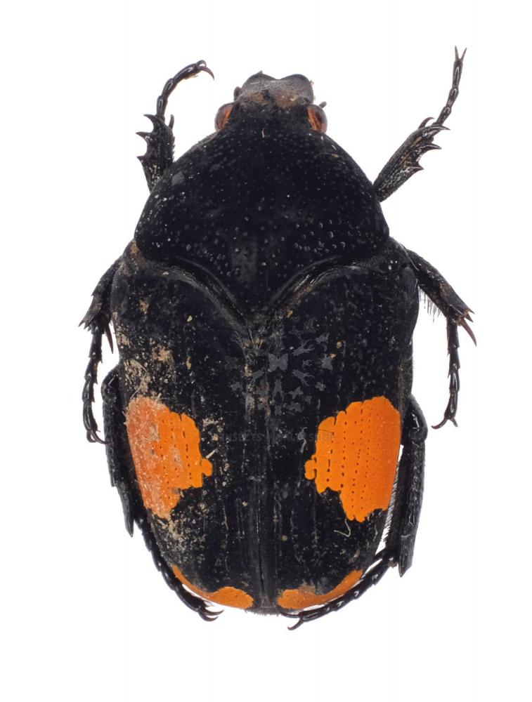 CLINTERIA ATRA EGENS - InsectsWorldShop - Vente d'insectes du monde