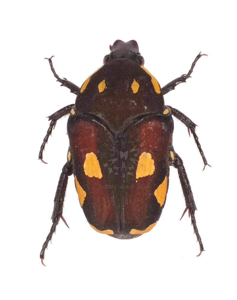 CLINTERIA FLORA - InsectsWorldShop - Vente d'insectes du monde