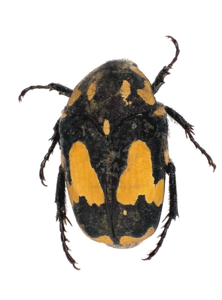 CLINTERIA FORBESI - InsectsWorldShop - Vente d'insectes du monde