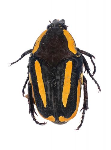 CLINTERIA VITTIGERA - InsectsWorldShop - Vente d'insectes du monde