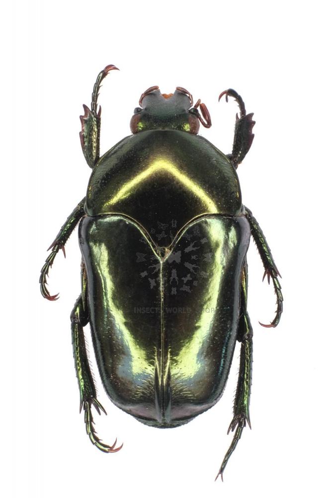 ISCHIOPSOPHA ARUENSIS - InsectsWorldShop - Vente d'insectes du monde