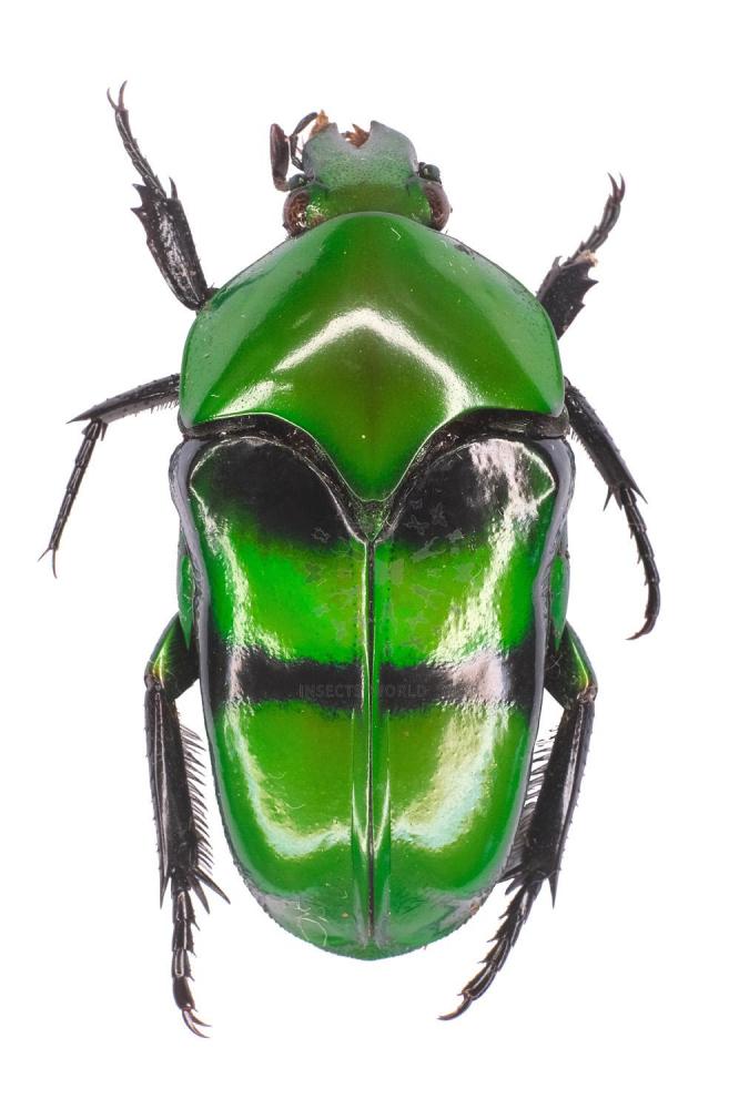 ISCHIOPSOPHA BIFASCIATA - InsectsWorldShop - Vente d'insectes du monde