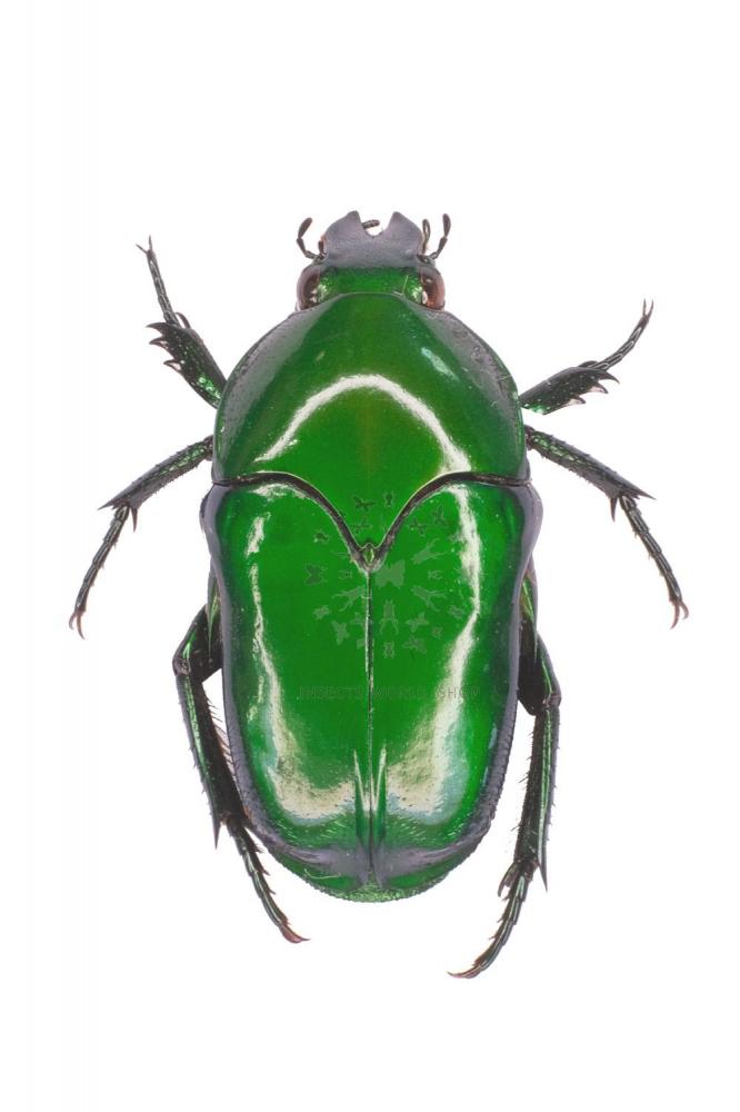 ISCHIOPSOPHA EMARGINATA GROUP - InsectsWorldShop - Vente d'insectes du ...
