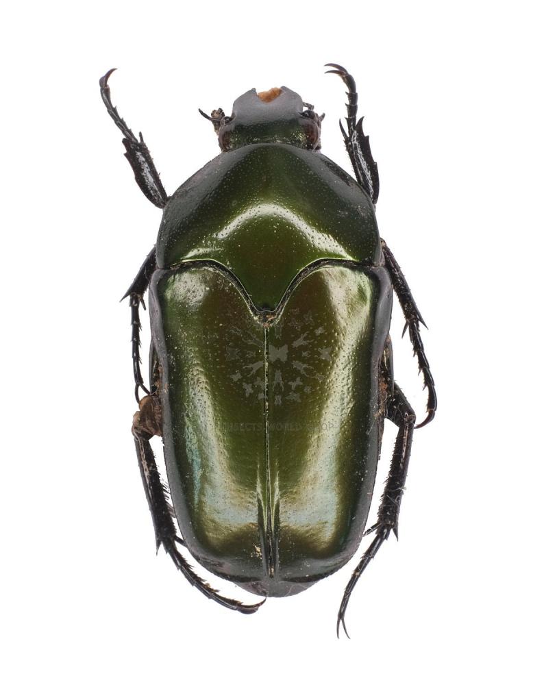 ISCHIOPSOPHA GESTROI - InsectsWorldShop - Vente d'insectes du monde