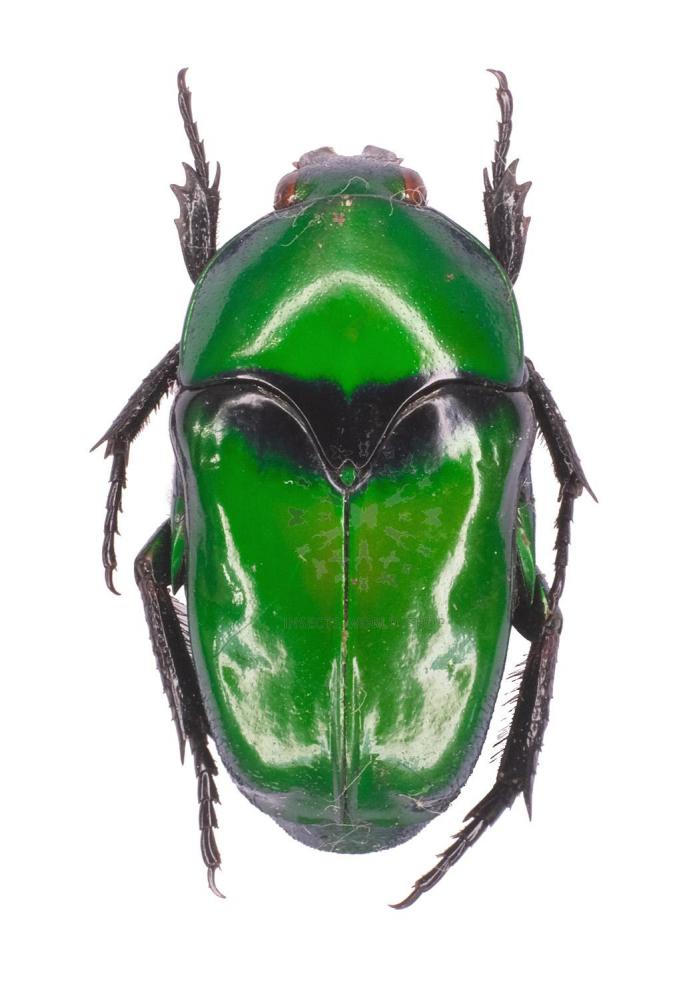 ISCHIOPSOPHA NIGRILOBA SSP. - InsectsWorldShop - Vente d'insectes du monde