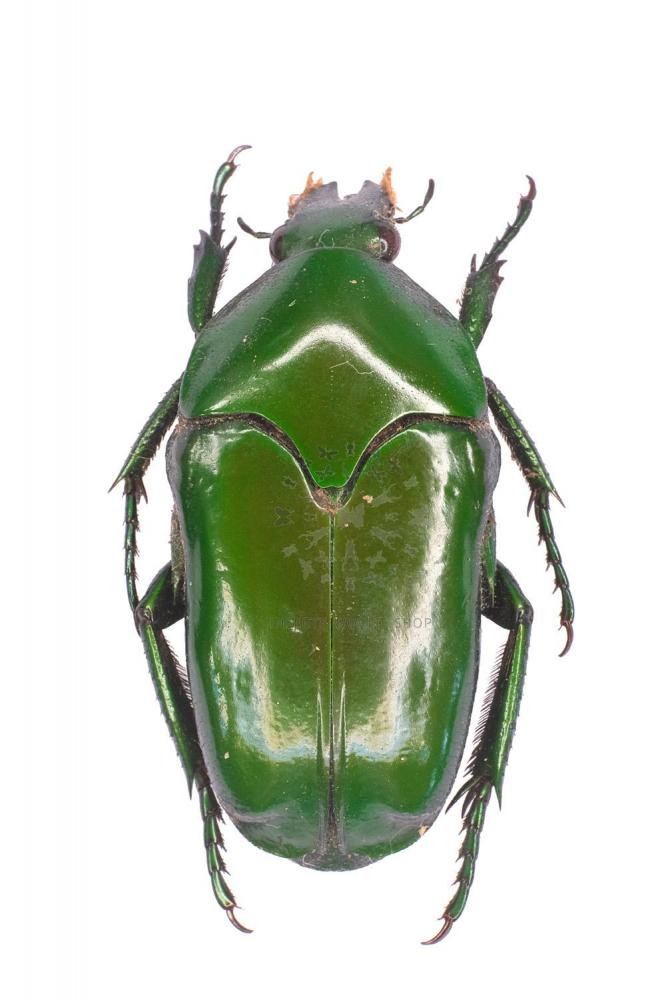 ISCHIOPSOPHA OLIVACEA - InsectsWorldShop - Vente d'insectes du monde