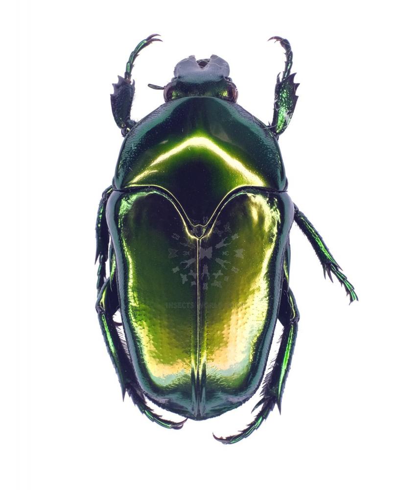 ISCHIOPSOPHA RITSEMAE CELEBENSIS - InsectsWorldShop - Vente d'insectes ...