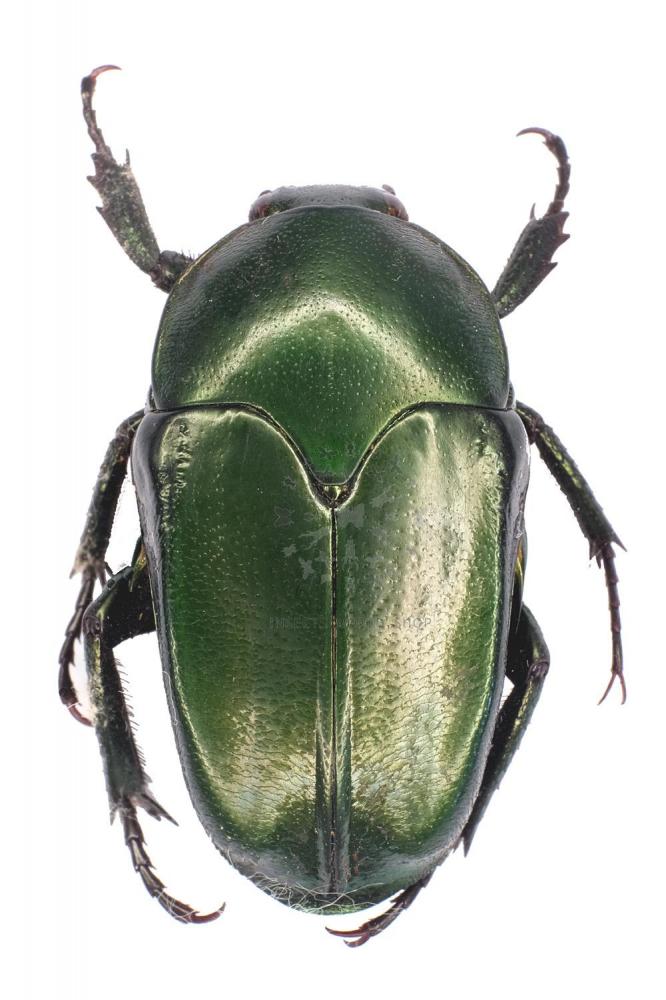 ISCHIOPSOPHA RITSEMAE RITSEMAE - InsectsWorldShop - Vente d'insectes du ...