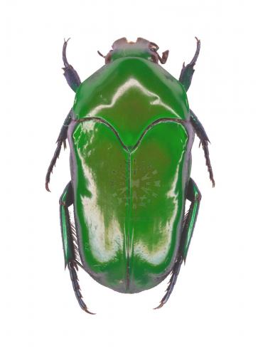 ISCHIOPSOPHA WALLACEI - InsectsWorldShop - Vente d'insectes du monde