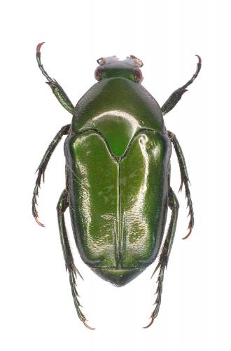 LOMAPTERA BATCHIANA - InsectsWorldShop - Vente d'insectes du monde