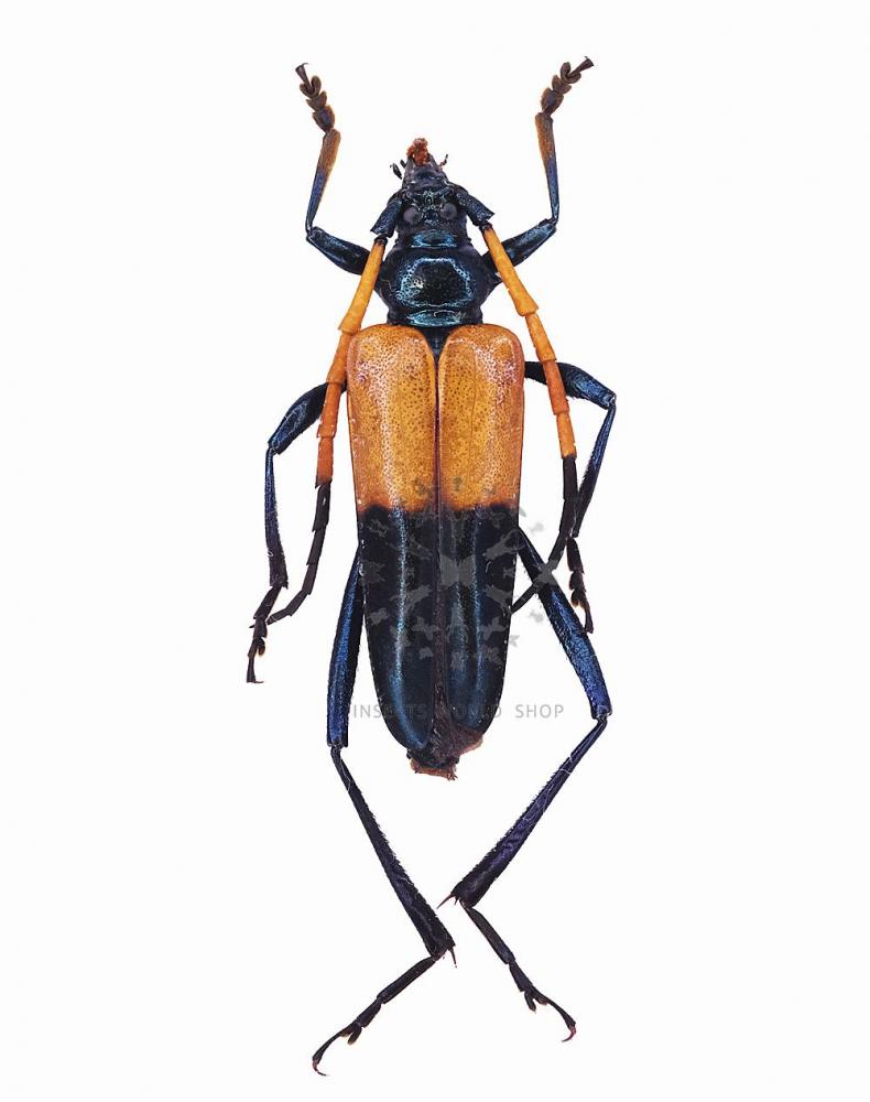 PACHYTERIA JAVANA - InsectsWorldShop - Vente d'insectes du monde