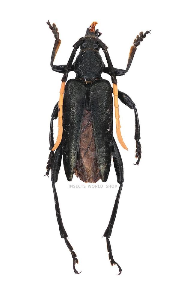 PACHYTERIA LOEBLI - InsectsWorldShop - Vente d'insectes du monde