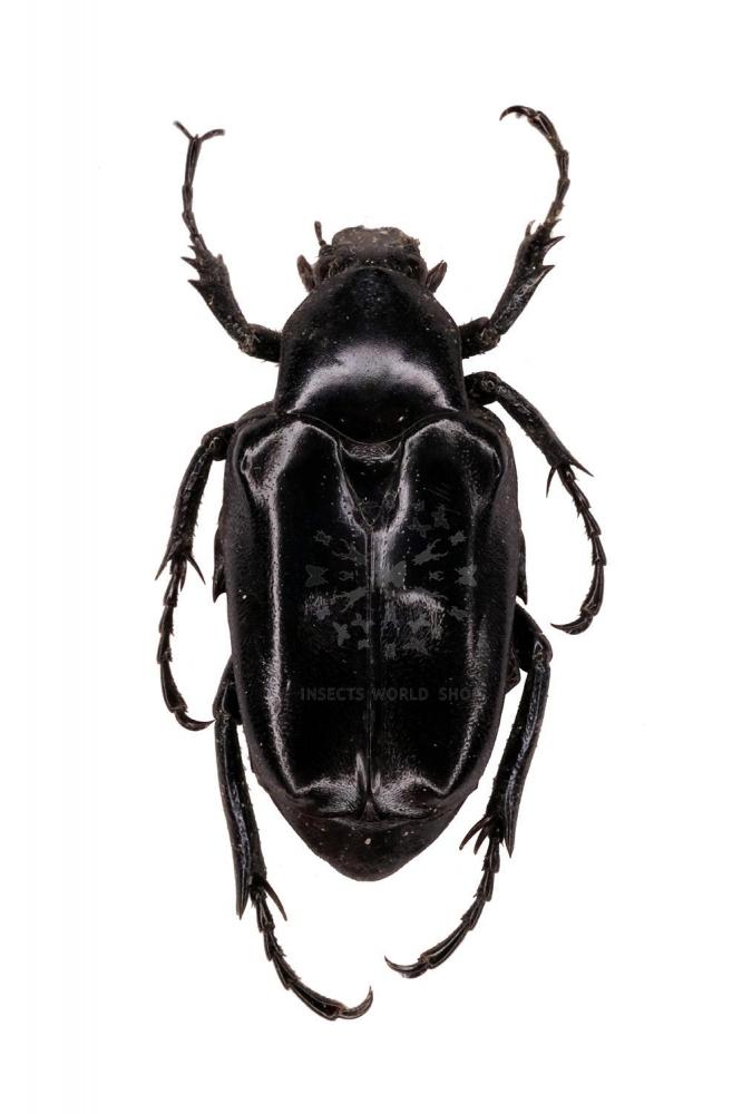 PLECTRONE TRISTIS - InsectsWorldShop - Vente d'insectes du monde