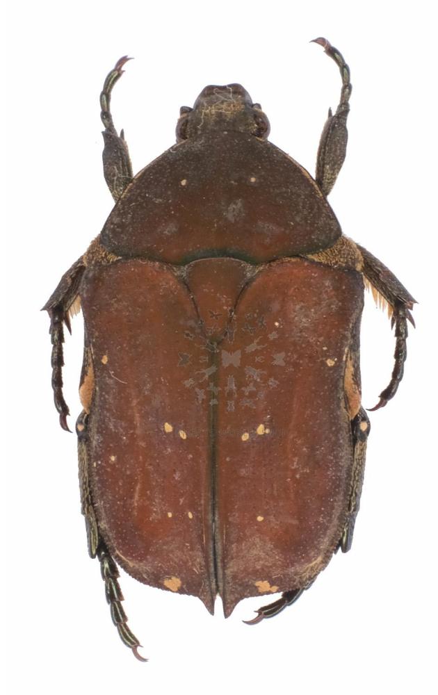 PROTAETIA TACITURNA SSP. - InsectsWorldShop - Vente d'insectes du monde