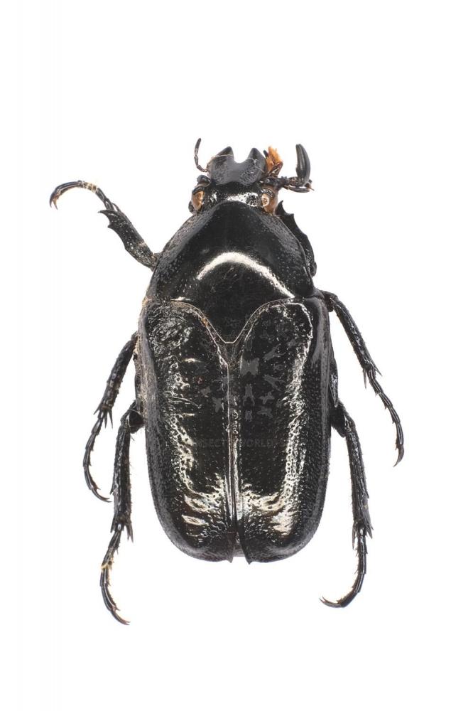 THAUMASTOPEUS BRUNNEIPENNIS - InsectsWorldShop - Vente d'insectes du monde