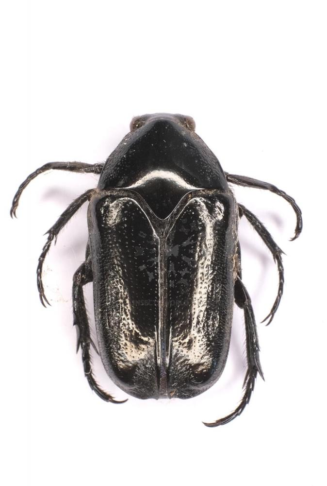 THAUMASTOPEUS BRUNNEIPENNIS - InsectsWorldShop - Vente d'insectes du monde