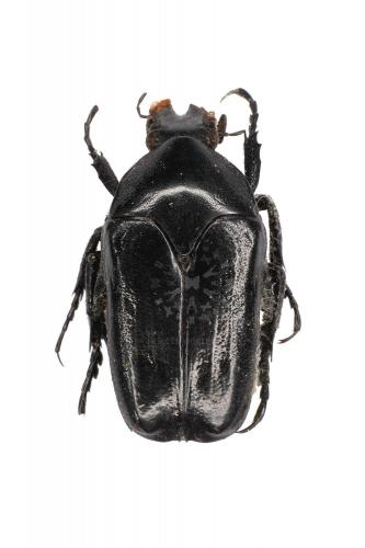 THAUMASTOPEUS FLORESIANNUS - InsectsWorldShop - Vente d'insectes du monde