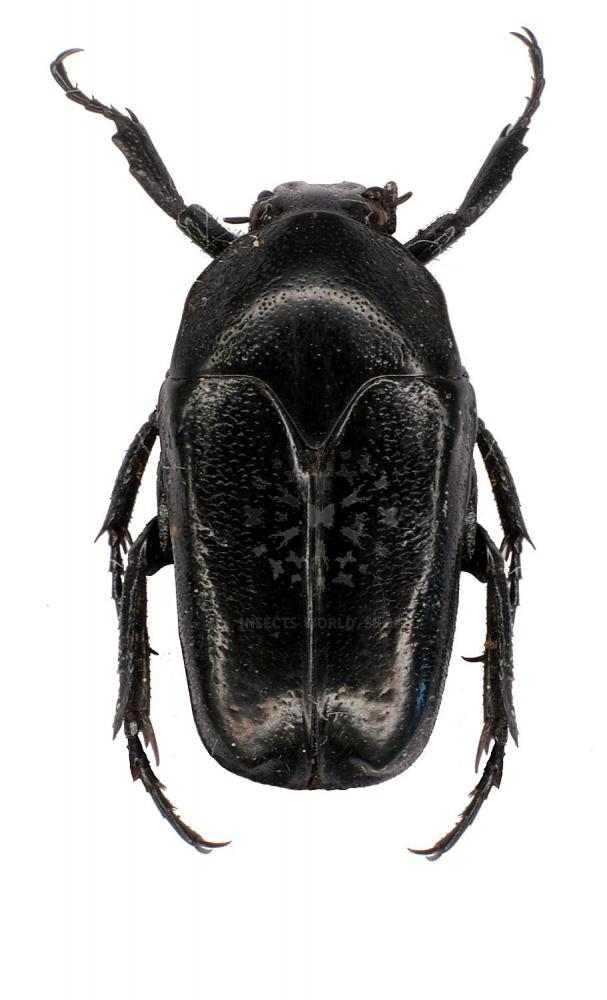 THAUMASTOPEUS FLORESIANNUS - InsectsWorldShop - Vente d'insectes du monde