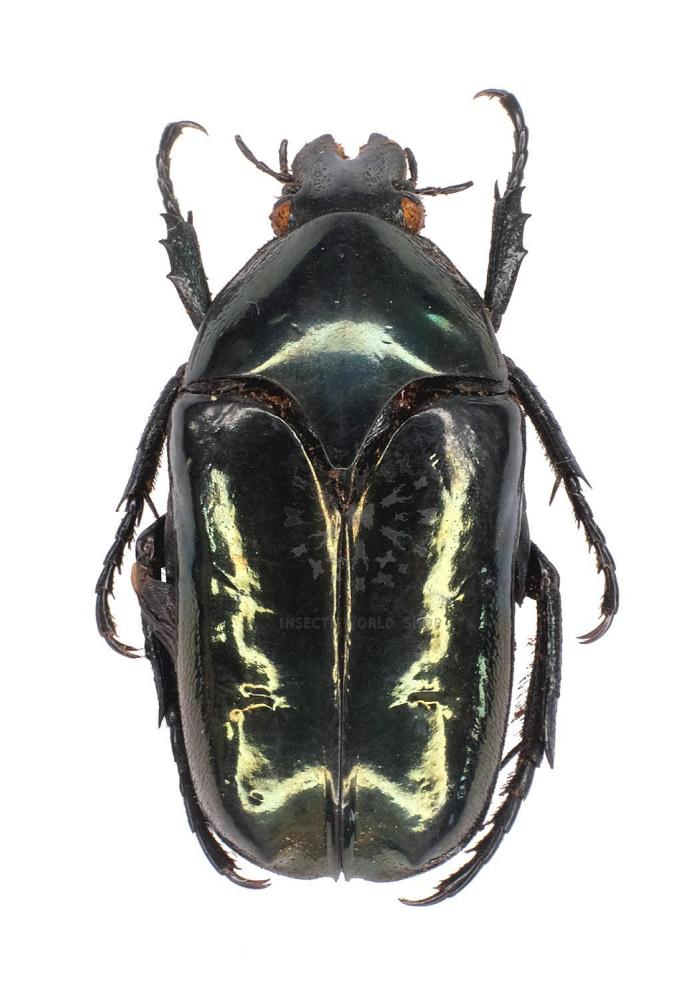 THAUMASTOPEUS NIGRITUS - InsectsWorldShop - Vente d'insectes du monde