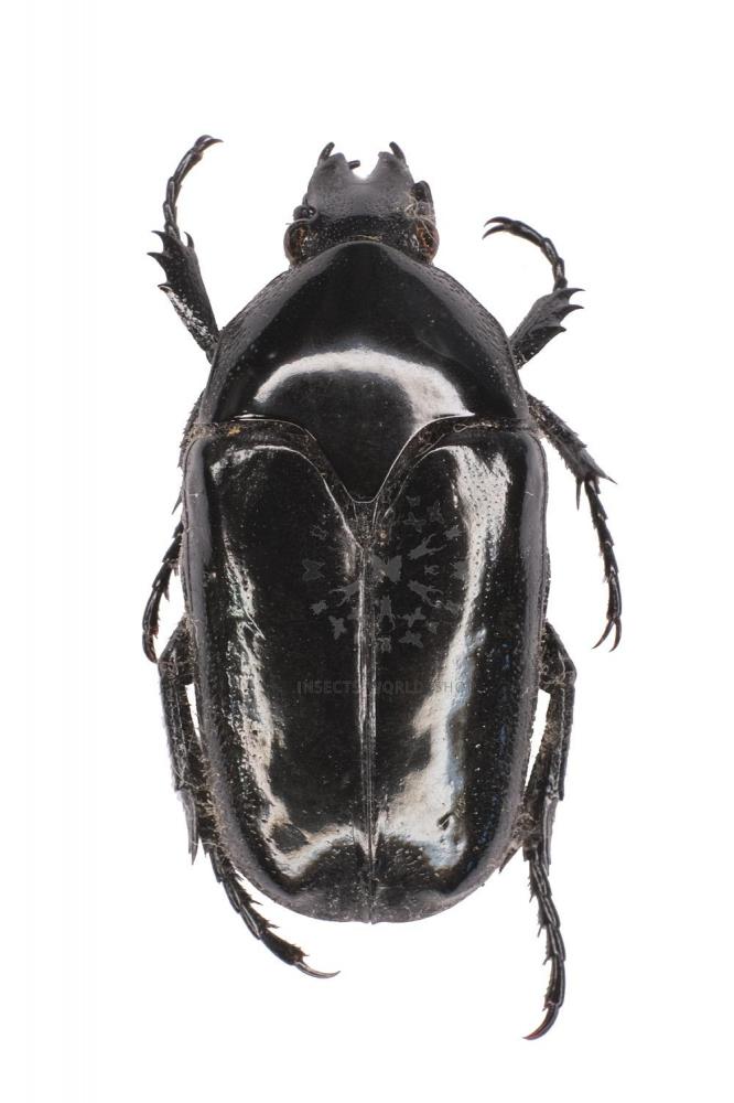 THAUMASTOPEUS NIGRITUS - InsectsWorldShop - Vente d'insectes du monde