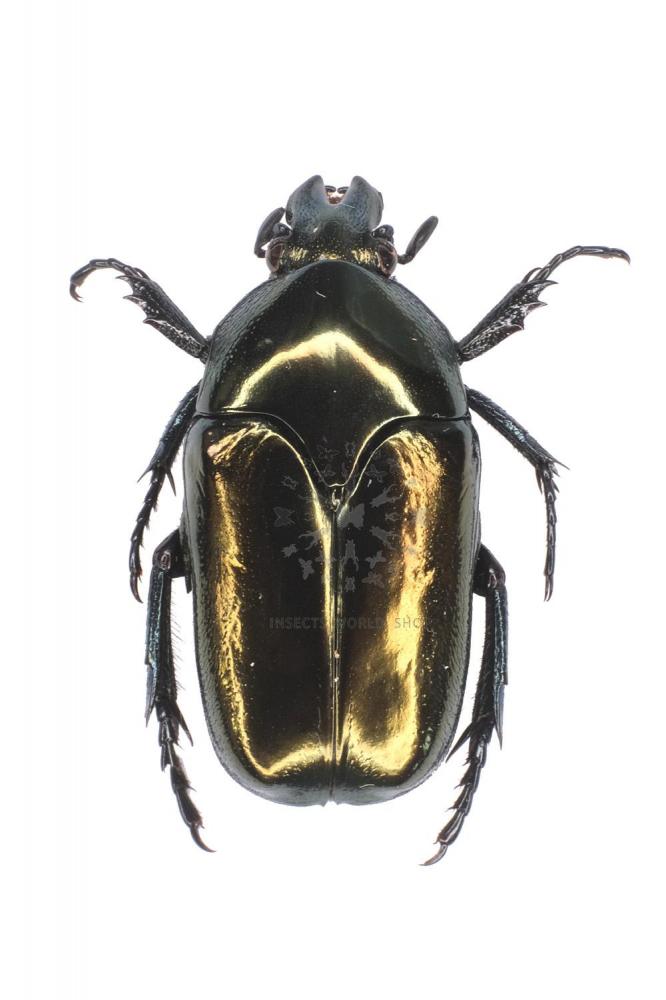 THAUMASTOPEUS NIGRITUS SSP. - InsectsWorldShop - Vente d'insectes du monde