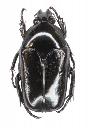 THAUMASTOPEUS TRISTIS - InsectsWorldShop - Vente d'insectes du monde