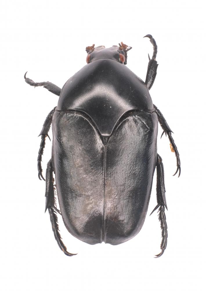 THAUMASTOPEUS WESTWOODI - InsectsWorldShop - Vente d'insectes du monde