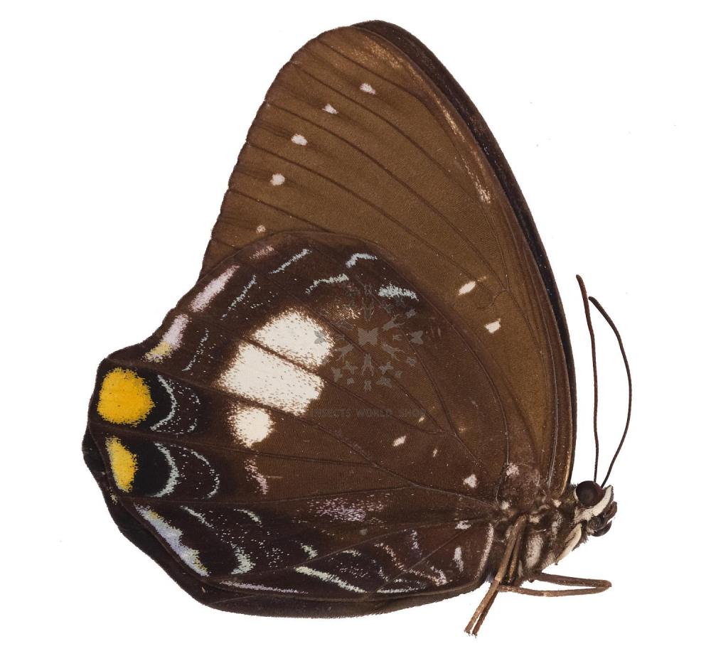 PROTHOE AUSTRALIS SATGEII - InsectsWorldShop - Vente d'insectes du monde