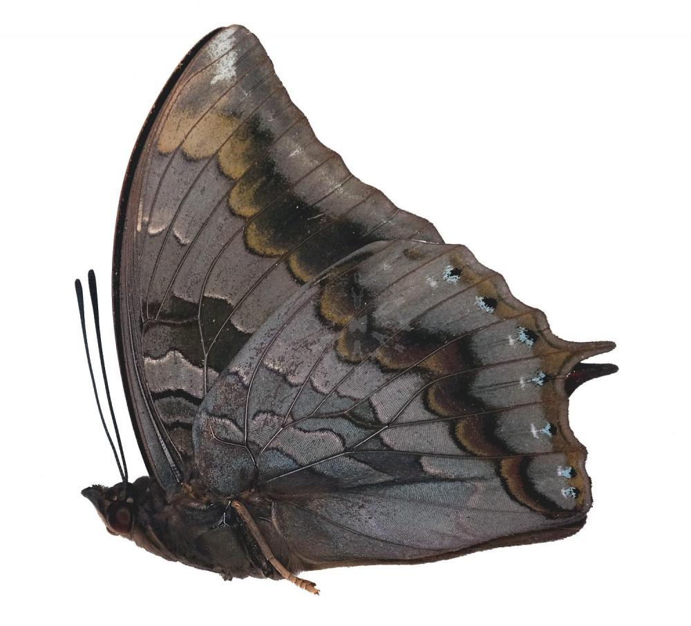 CHARAXES MARS - InsectsWorldShop - Vente d'insectes du monde