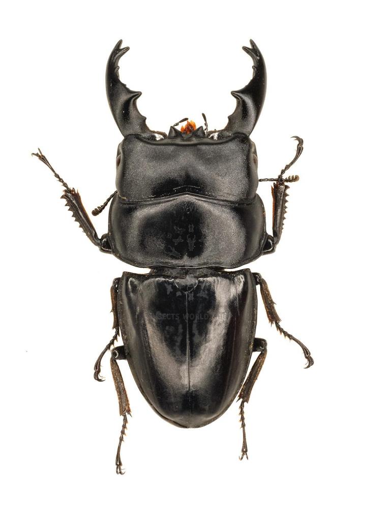 DORCUS ALCIDES - InsectsWorldShop - Vente d'insectes du monde