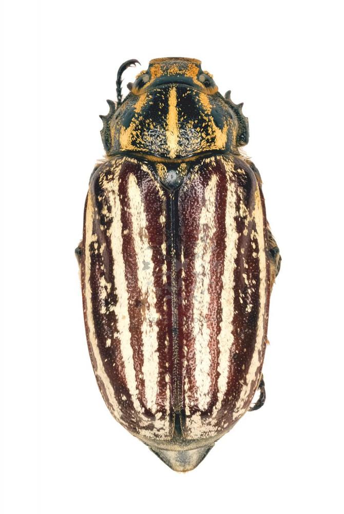 POLYPHYLLA TAIWANA - InsectsWorldShop - Vente d'insectes du monde