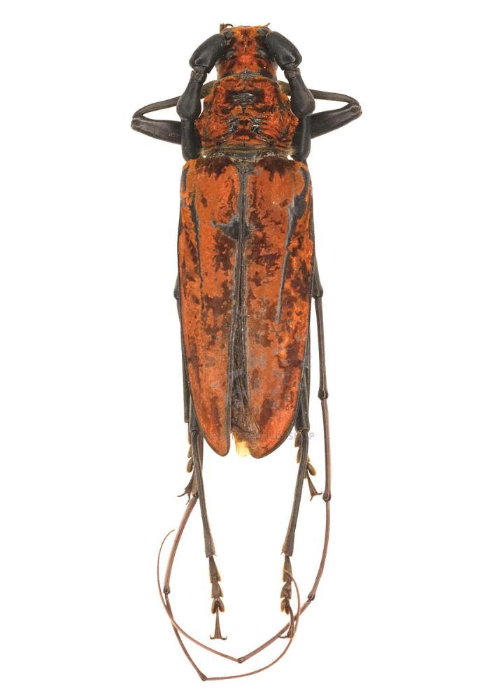 AEOLESTHES OENOCHROUS - InsectsWorldShop - Vente d'insectes du monde