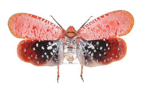 APHAENA SUBMACULATA SUBMACULATA - InsectsWorldShop - Vente d'insectes ...