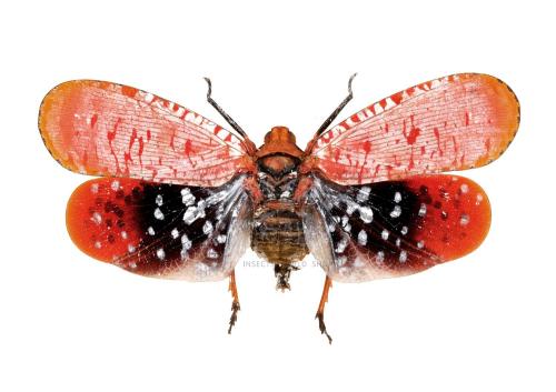 APHAENA SUBMACULATA SUBMACULATA - InsectsWorldShop - Vente d'insectes ...