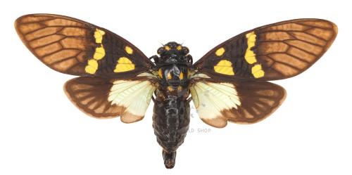 GAEANA CHENI - InsectsWorldShop - Vente d'insectes du monde