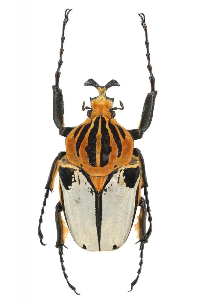 GOLIATHUS CACICUS - InsectsWorldShop - Vente d'insectes du monde