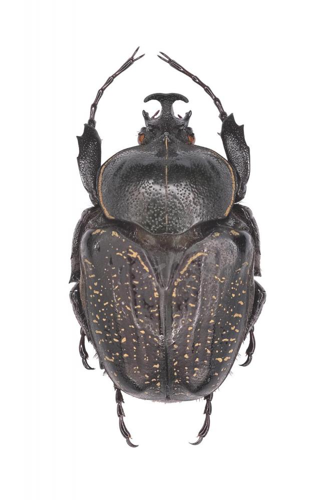 HEGEMUS PLUTO CHRISTINEAE - InsectsWorldShop - Vente d'insectes du monde