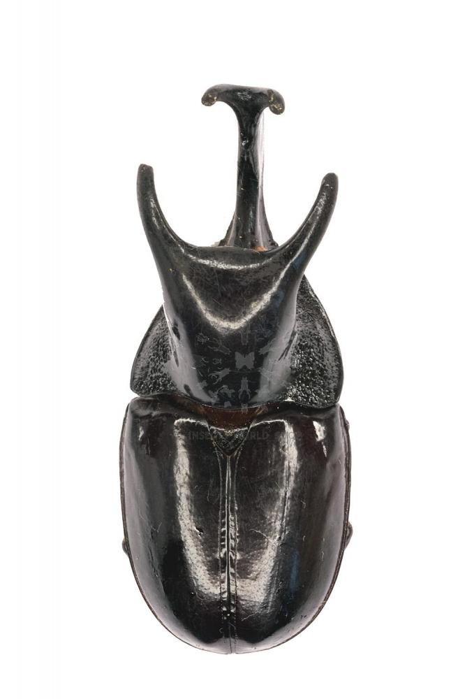 MEGACERAS STUEBELI - InsectsWorldShop - Vente d'insectes du monde