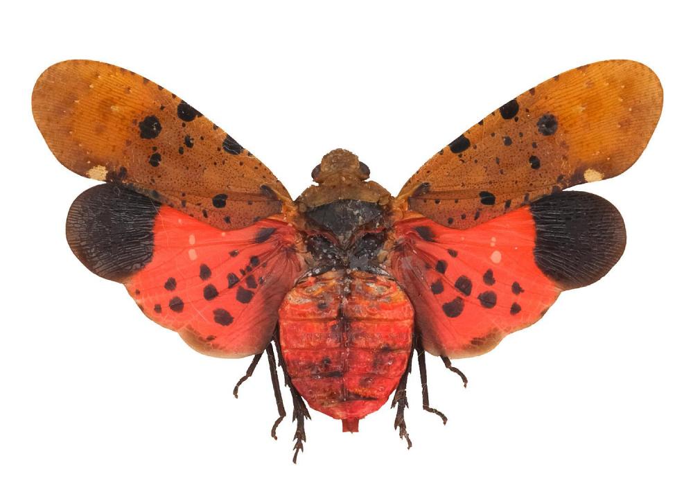 PENTHICODES ATOMARIA - InsectsWorldShop - Vente d'insectes du monde