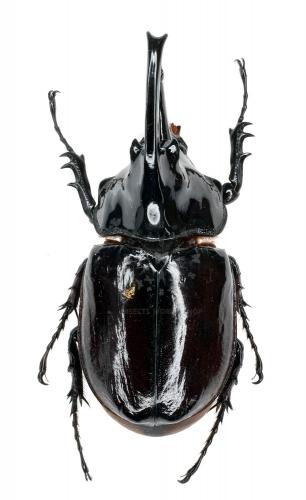 AUGOSOMA CENTAURUS - InsectsWorldShop - Vente d'insectes du monde