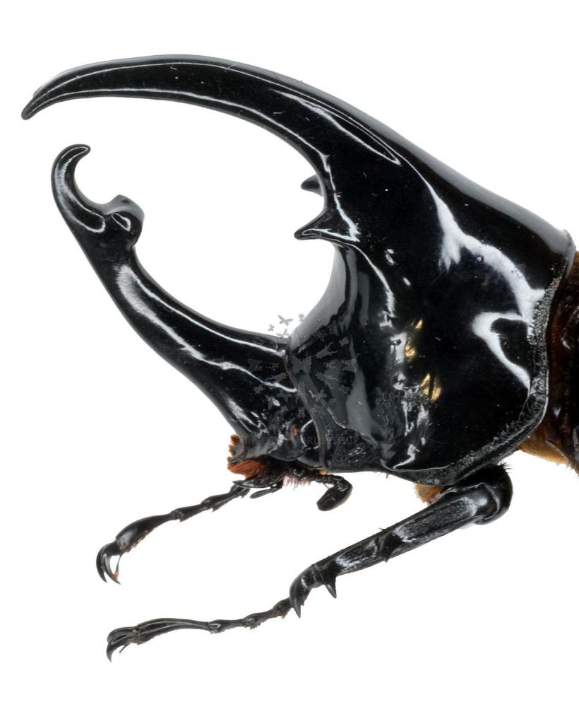 AUGOSOMA CENTAURUS - InsectsWorldShop - Vente d'insectes du monde