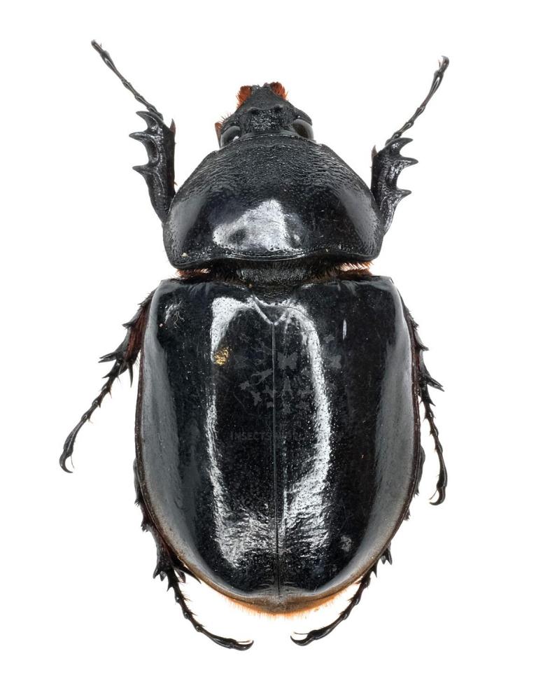 AUGOSOMA CENTAURUS - InsectsWorldShop - Vente d'insectes du monde