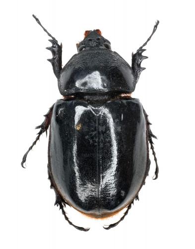 AUGOSOMA CENTAURUS - InsectsWorldShop - Vente d'insectes du monde