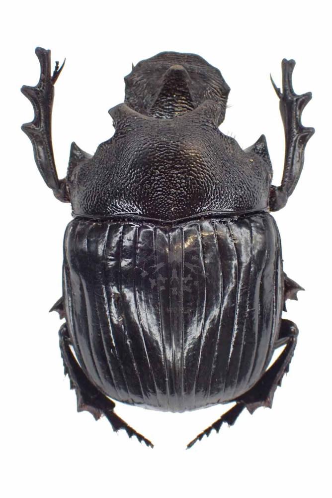 HELIOCOPRIS HAROLDI - InsectsWorldShop - Vente d'insectes du monde