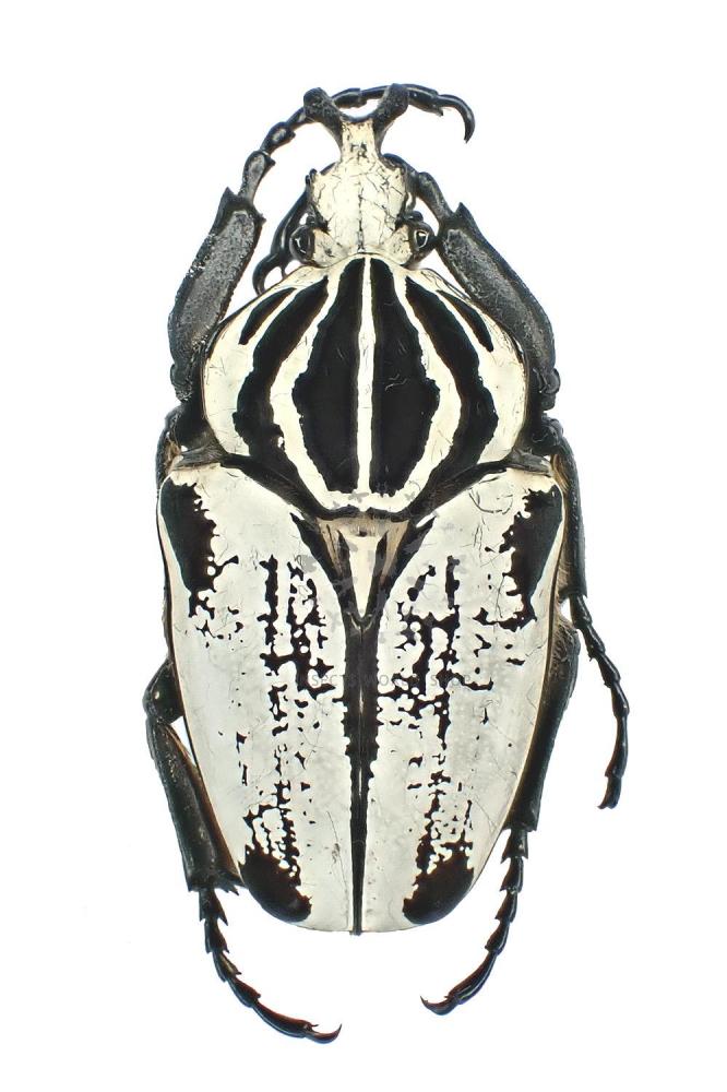 GOLIATHUS GOLIATUS VAR. ALBATUS - InsectsWorldShop - Vente d'insectes ...