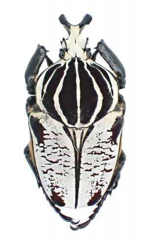 GOLIATHUS GOLIATUS VAR. ALBATUS - InsectsWorldShop - Vente d'insectes ...