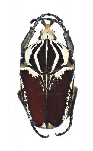 GOLIATHUS GOLIATUS VAR. APICALIS - InsectsWorldShop - Vente d'insectes ...