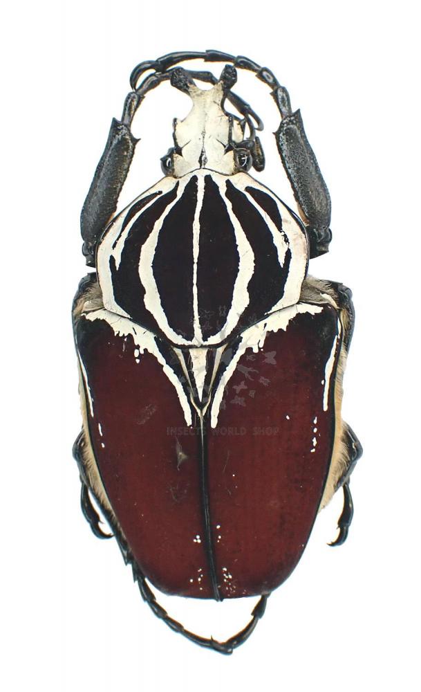 GOLIATHUS GOLIATUS VAR. APICALIS - InsectsWorldShop - Vente d'insectes ...